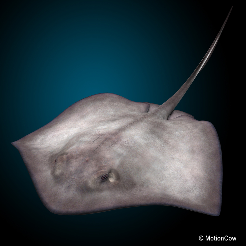 3d realistic stingray model