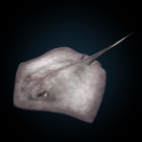 3d realistic stingray model