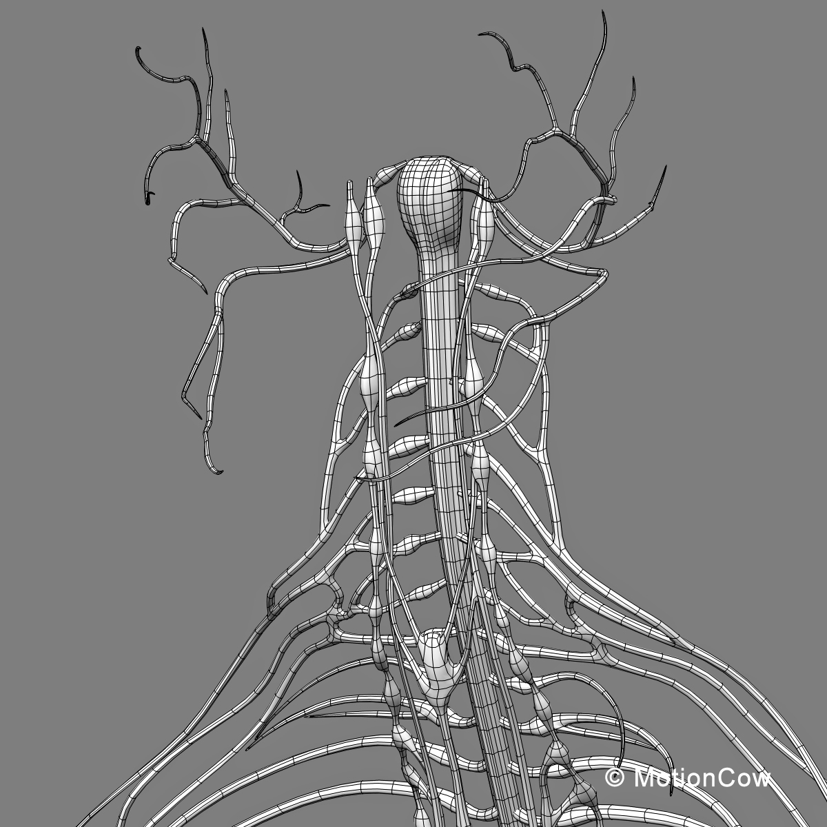 3d model human anatomy nervous systems