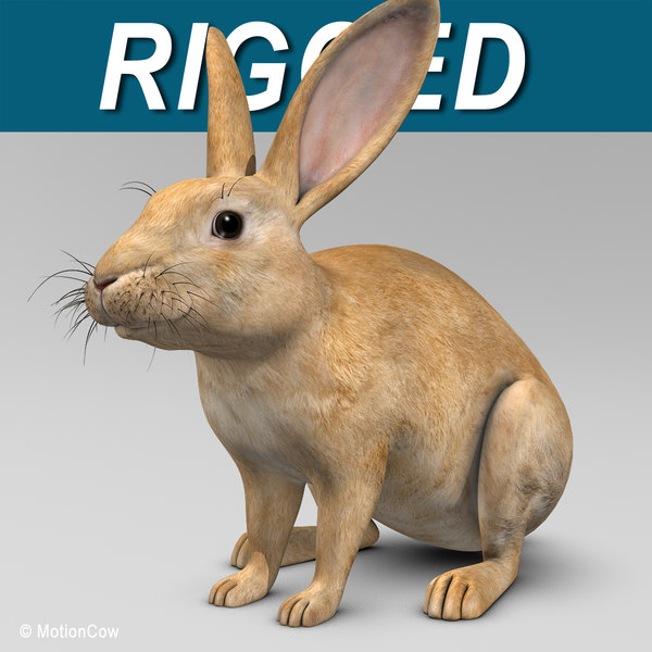 Free 3D Rabbit Models | TurboSquid