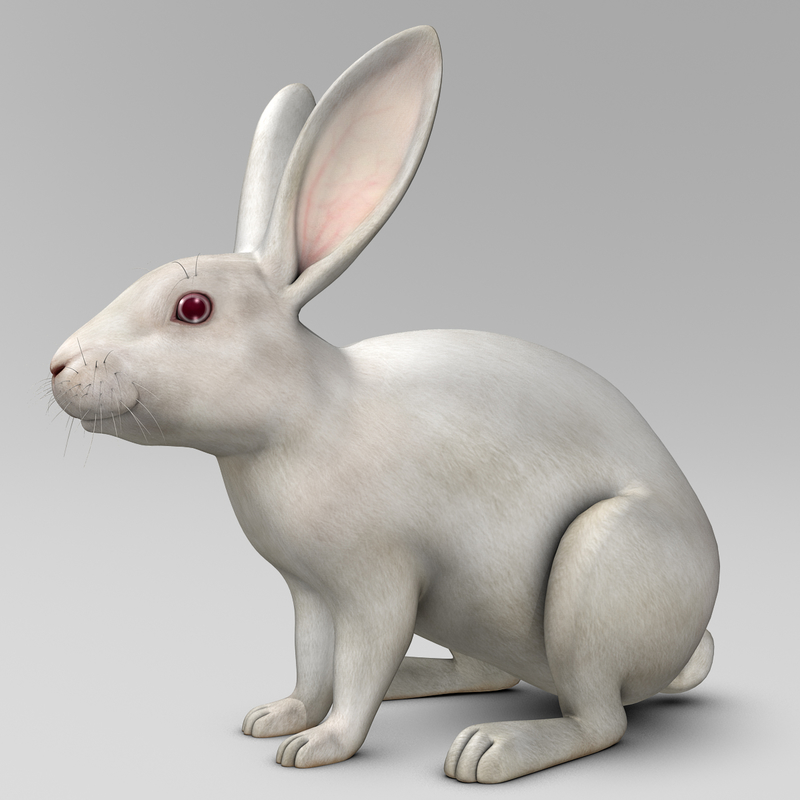 3d realistic white rabbit
