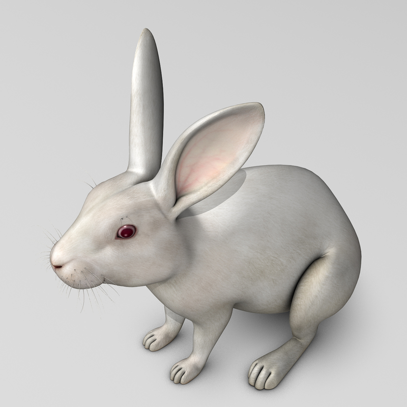 3d realistic white rabbit