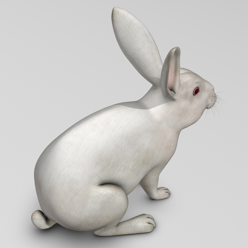3d realistic white rabbit