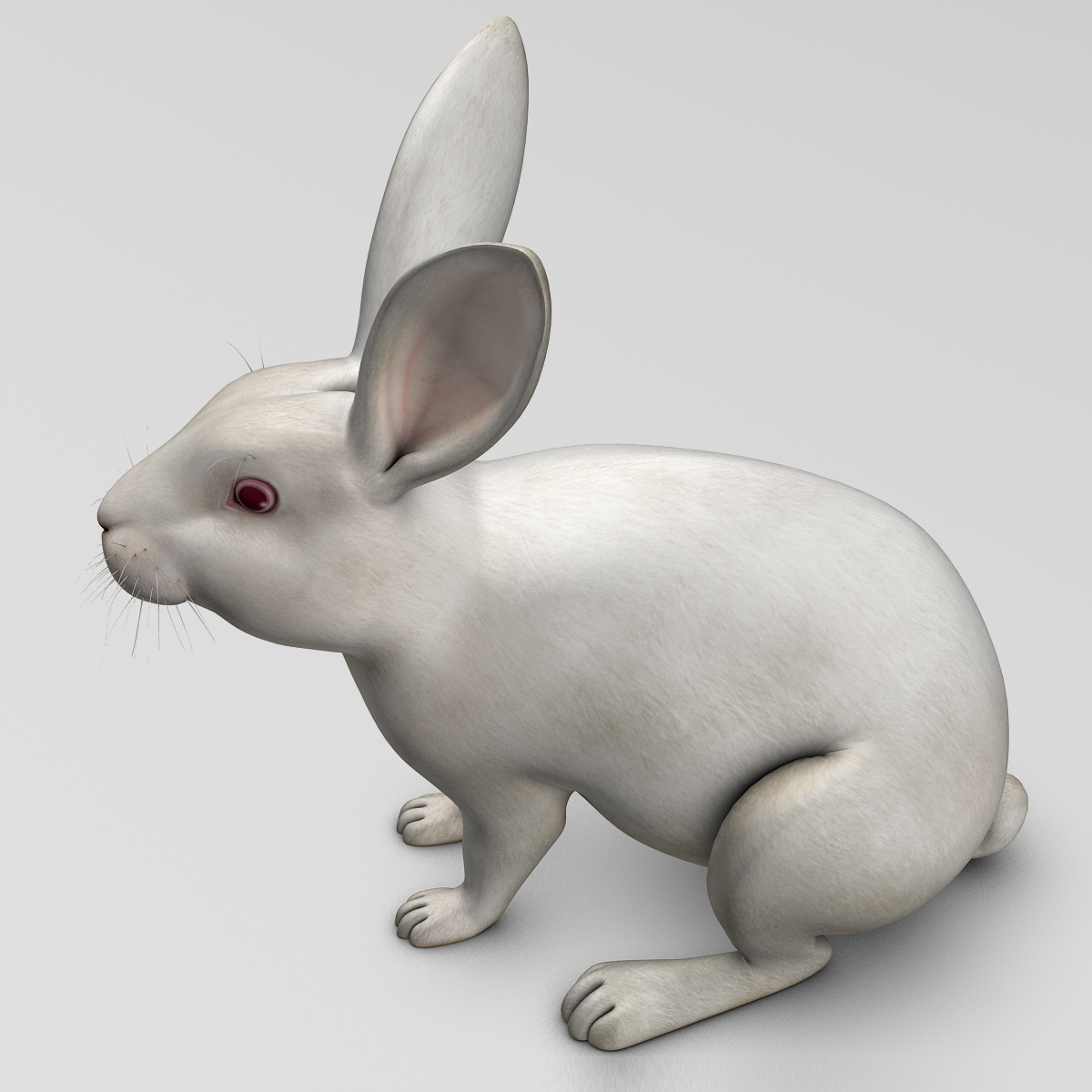 3d realistic white rabbit