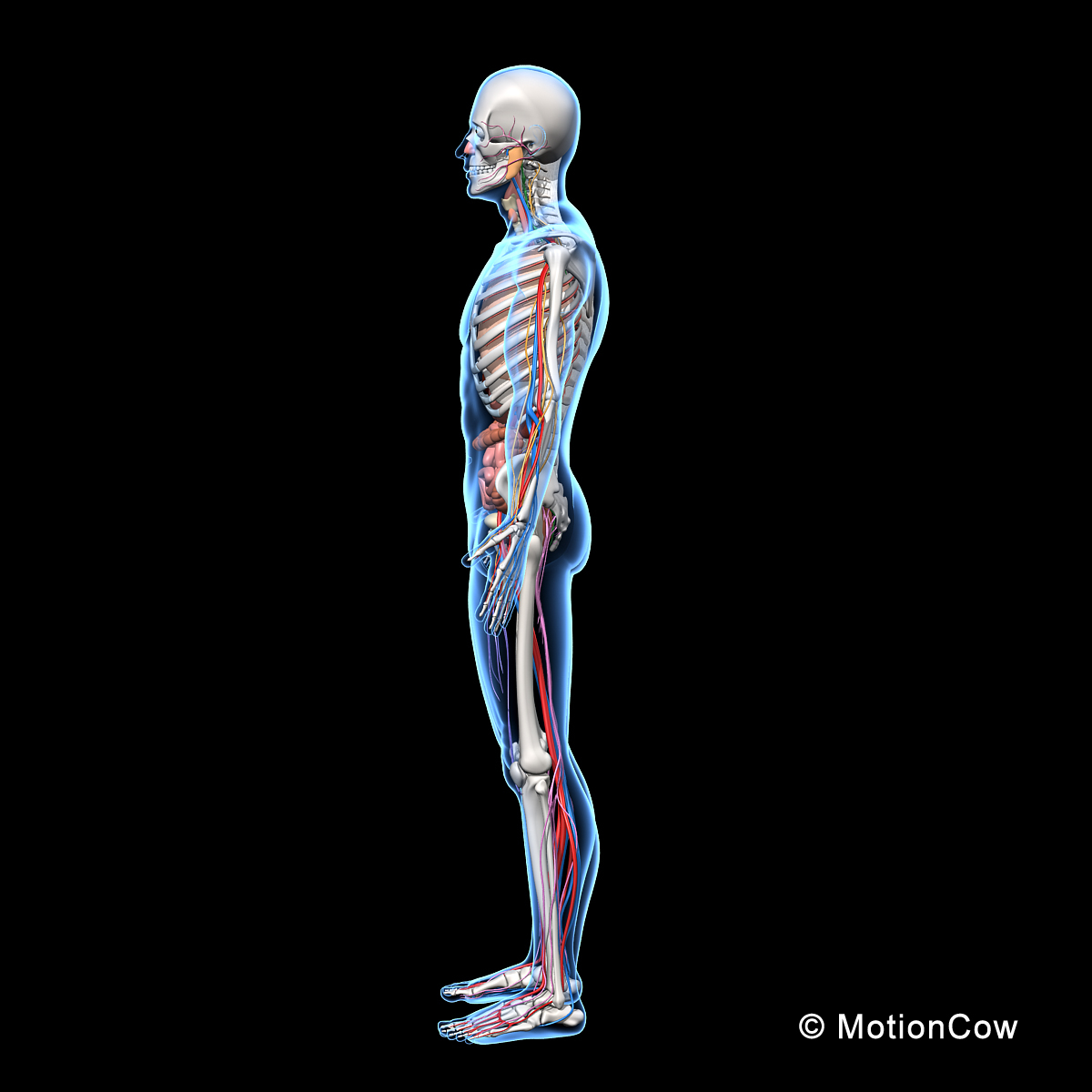 3d model human anatomy nervous systems