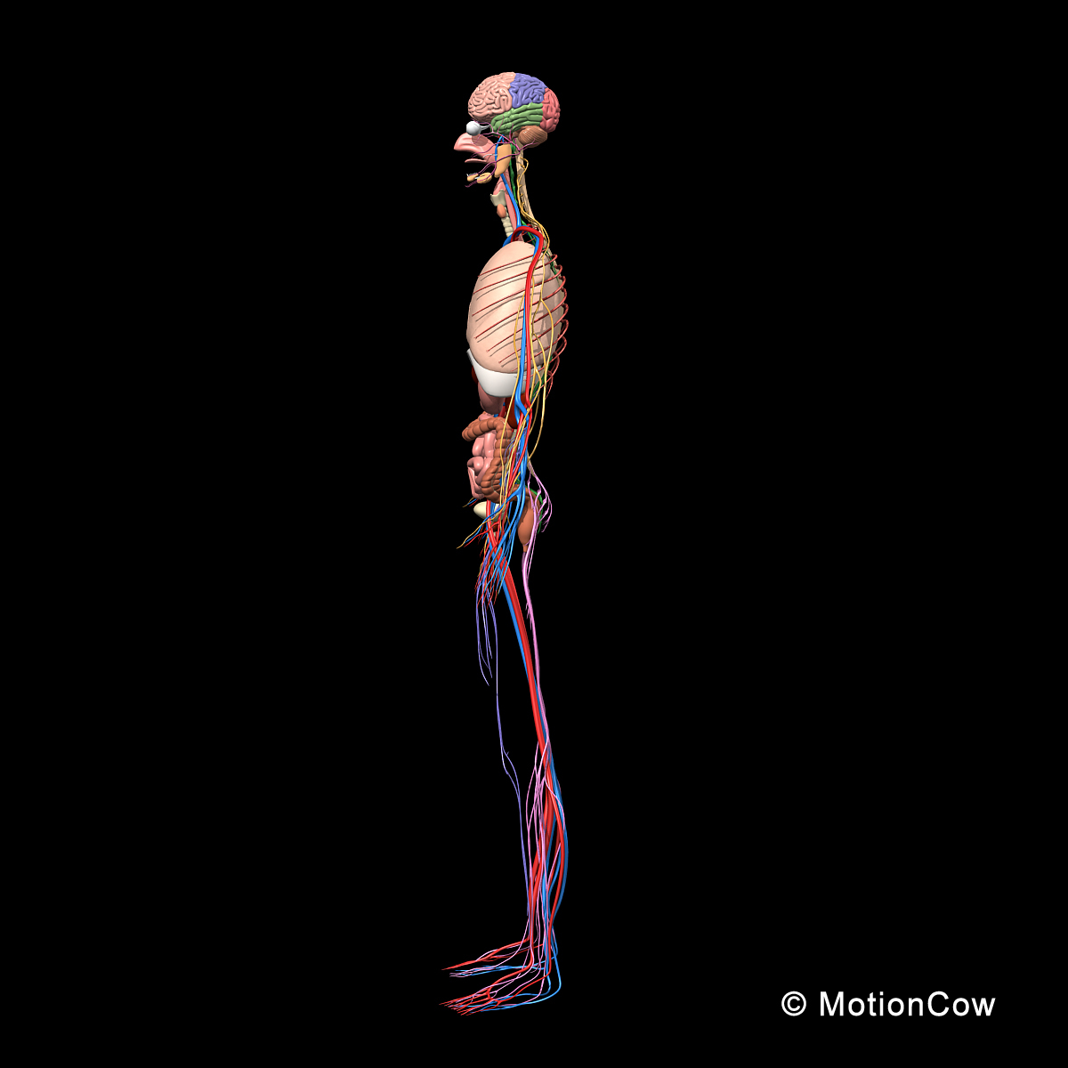 3d model human anatomy nervous systems
