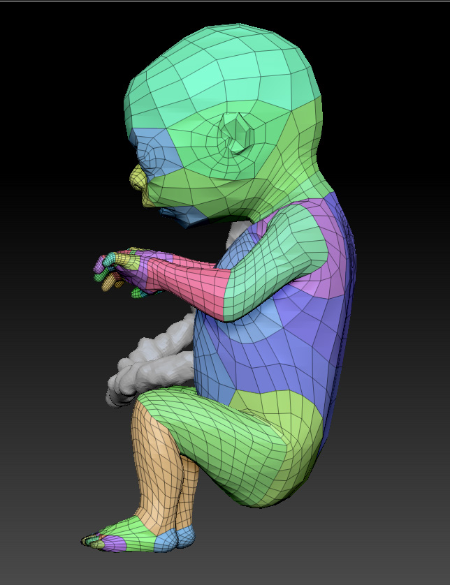 human fetus 3d model