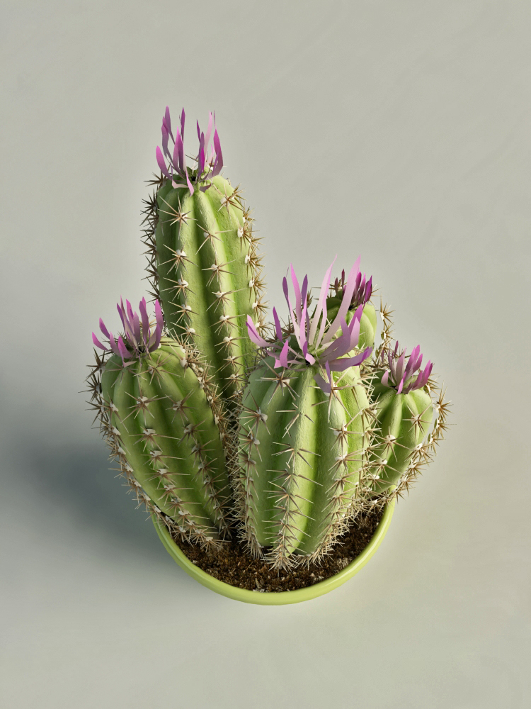 flowering cactus pot max