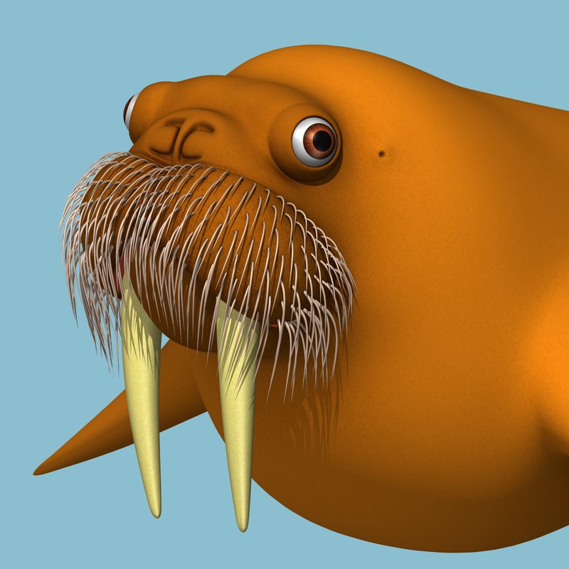 3d model walrus