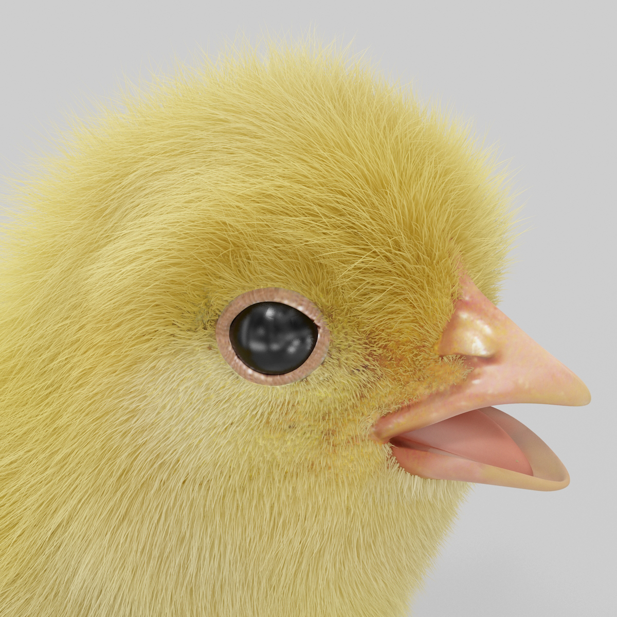 chick fur 3d max