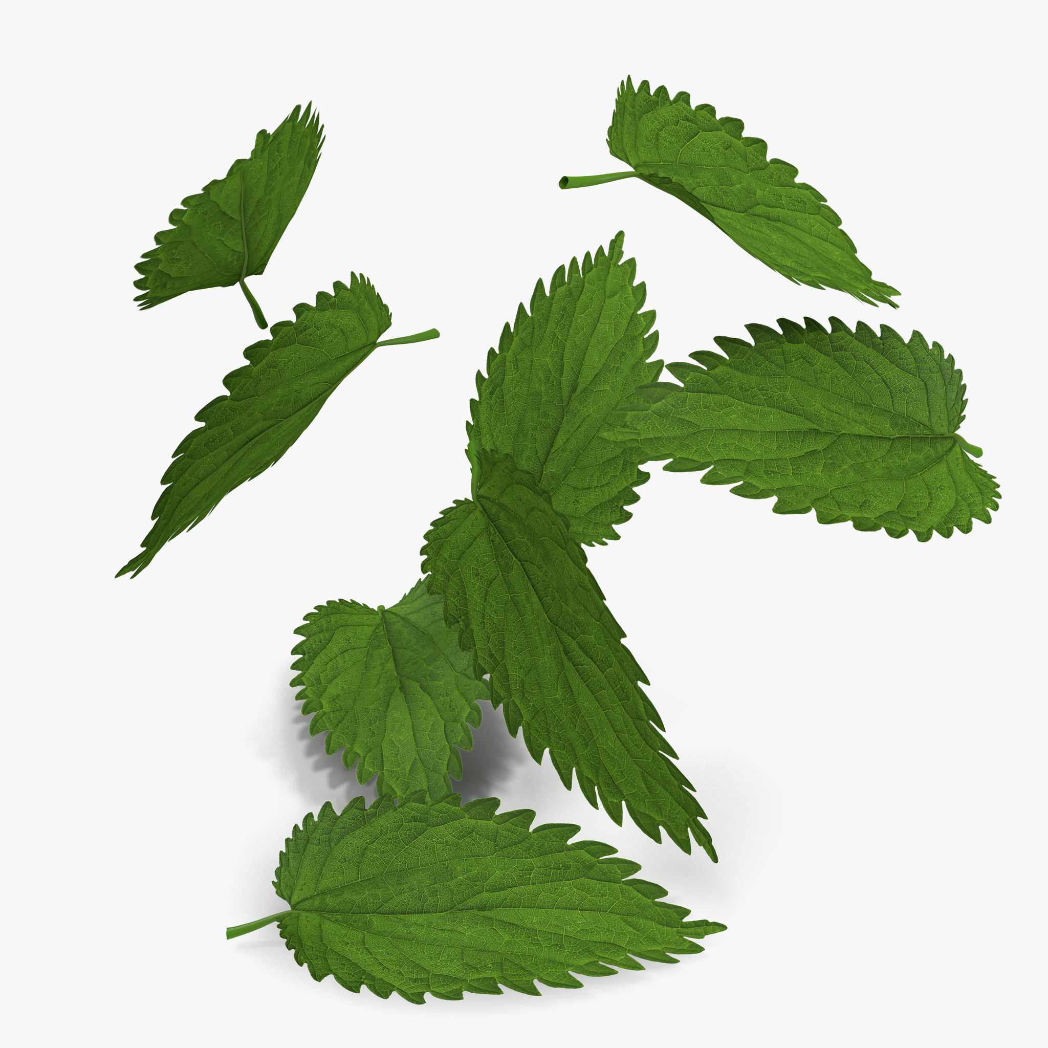 modelo 3d Modelo 3D Crenate Leaf - TurboSquid 896391