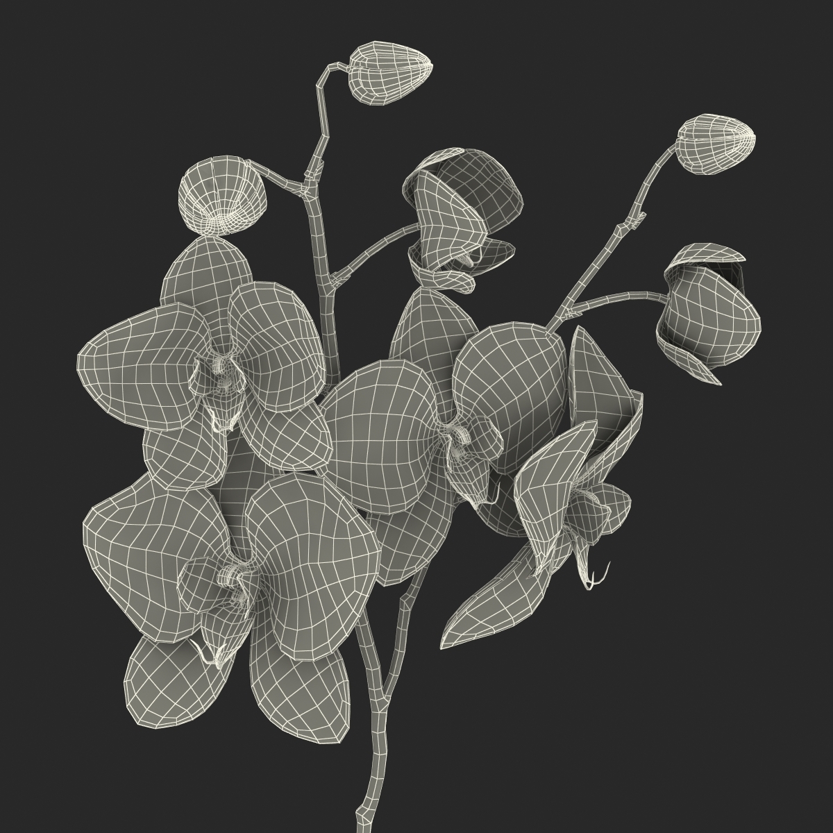 3dsmax orchid modeled