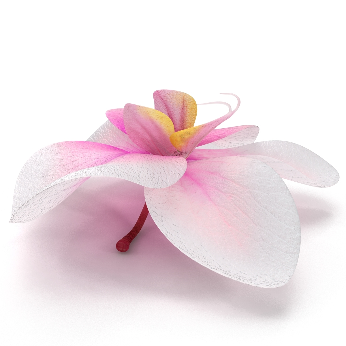 3d model of orchid flower