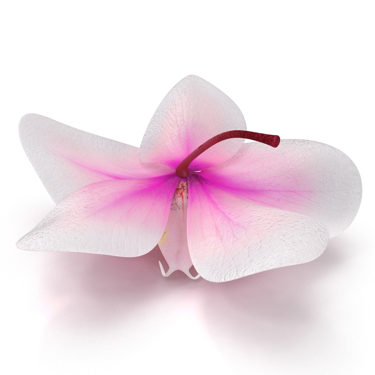 3d model of orchid flower