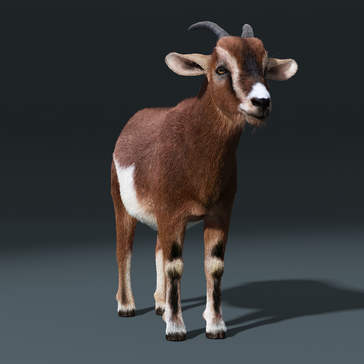 goat fur 3d model