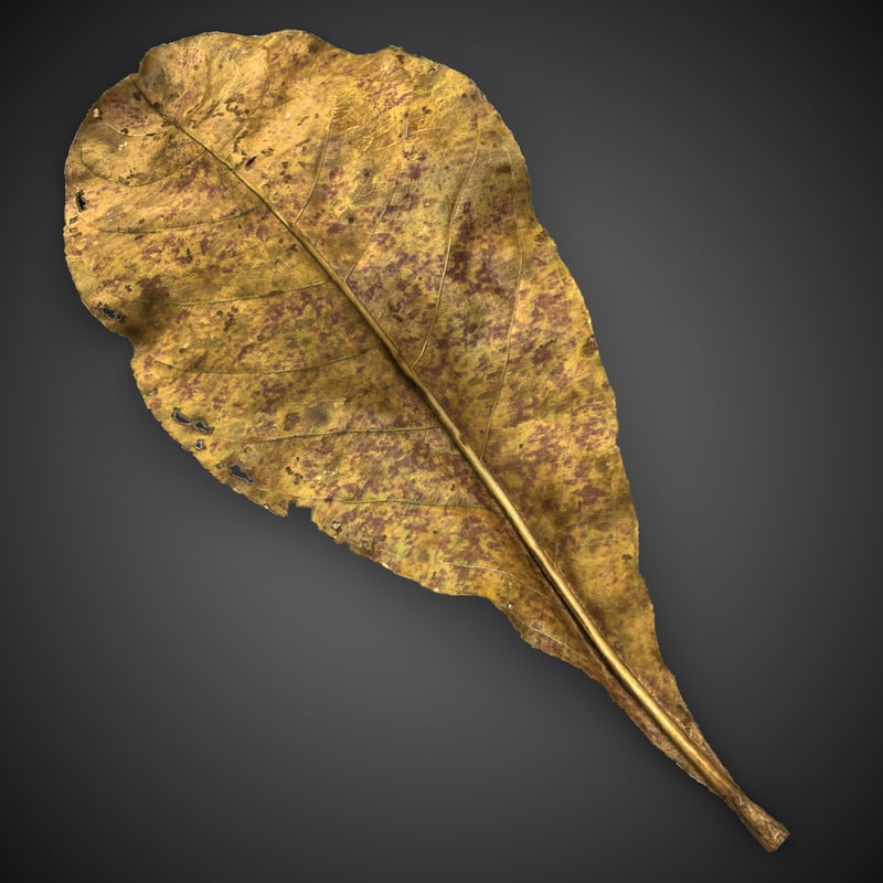 leaf old scan 3d model