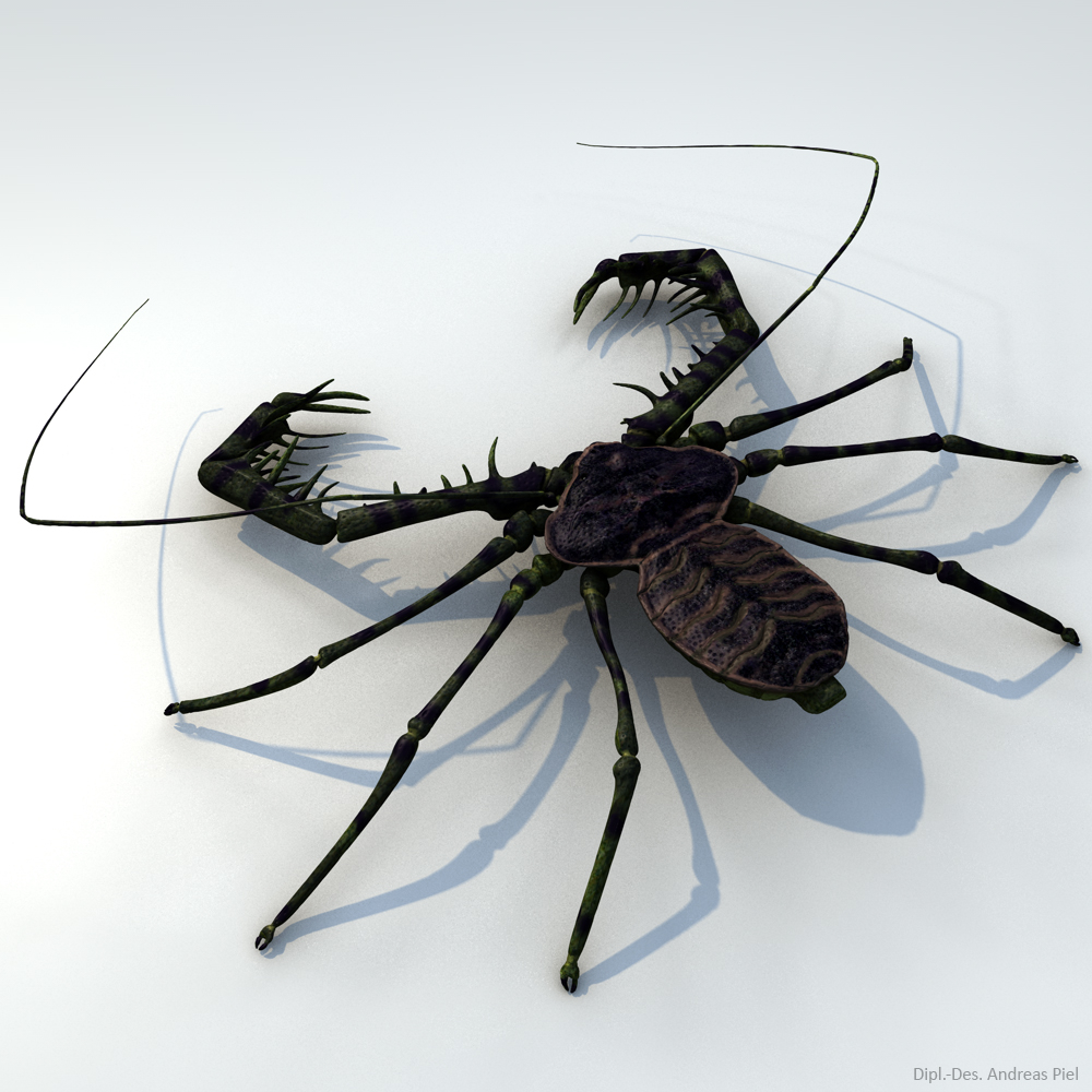 3d realistic tailless whip scorpion model