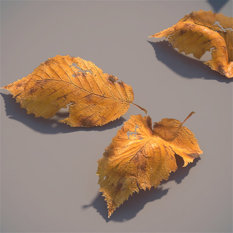 3d autumn leaves