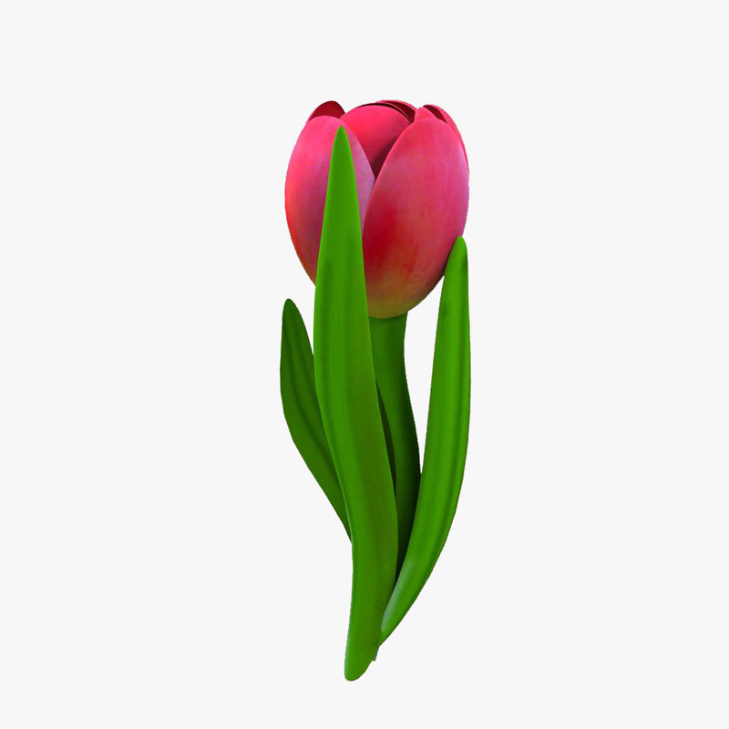 tulip modeled 3d model