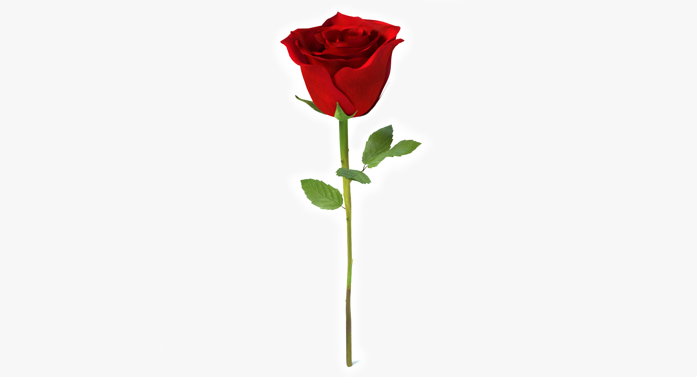 rose 3d model