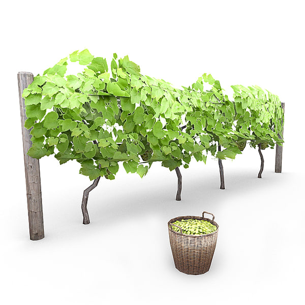 3d model pack vineyard