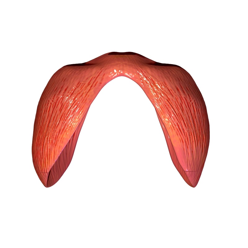 3d Model Diaphragm 3d-model-diaphragm