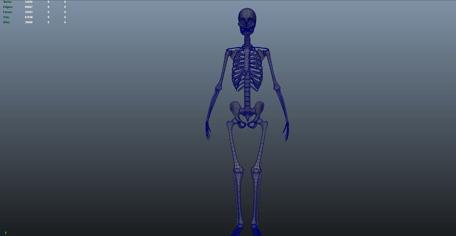 maya human skeleton