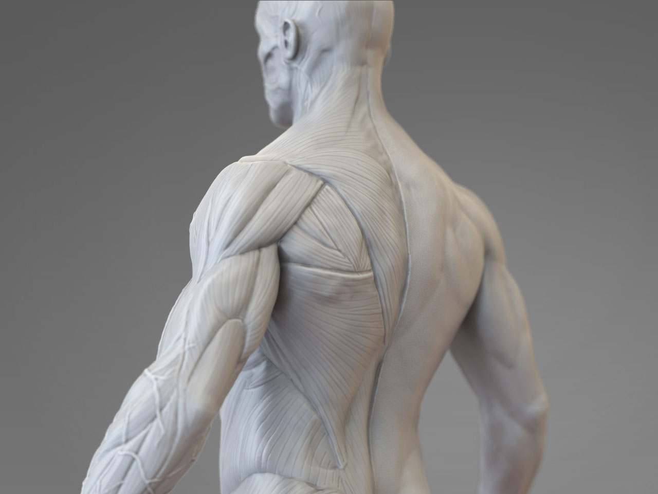 body reference anatomy veins obj