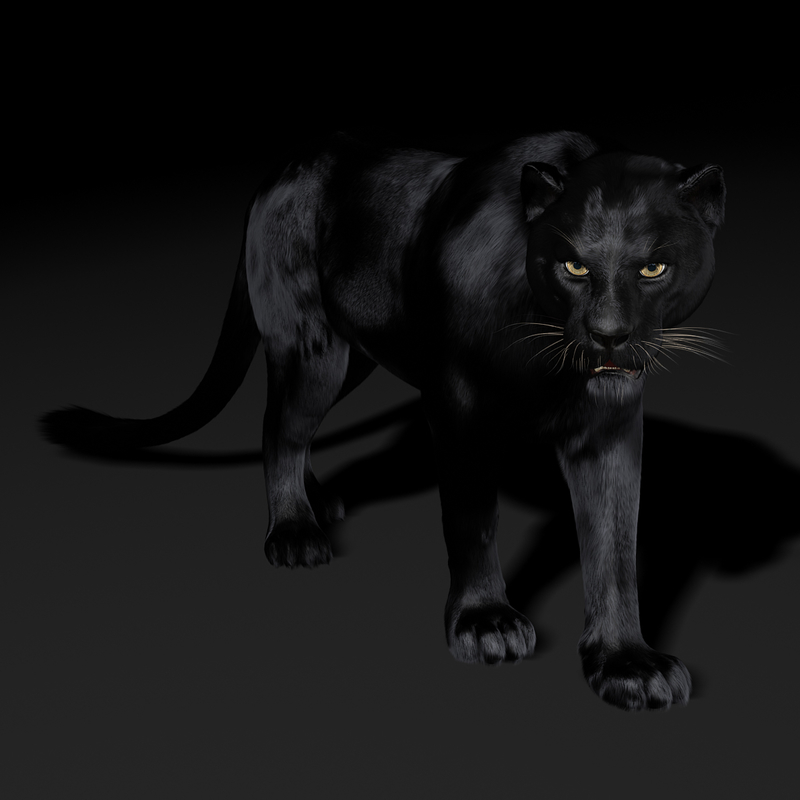 3d black panther fur animation