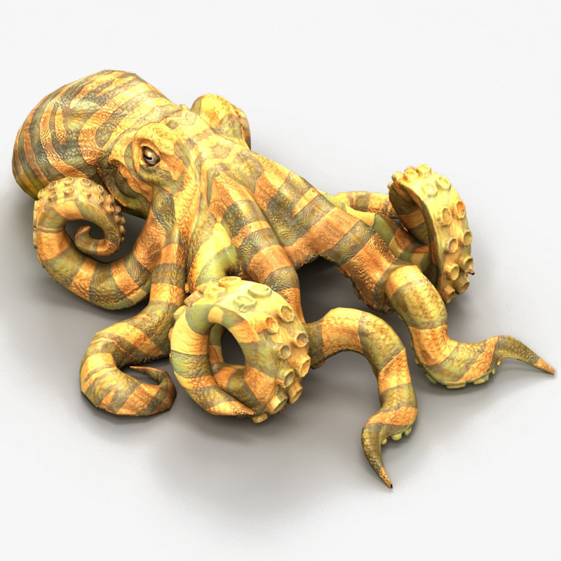 3d model octopus