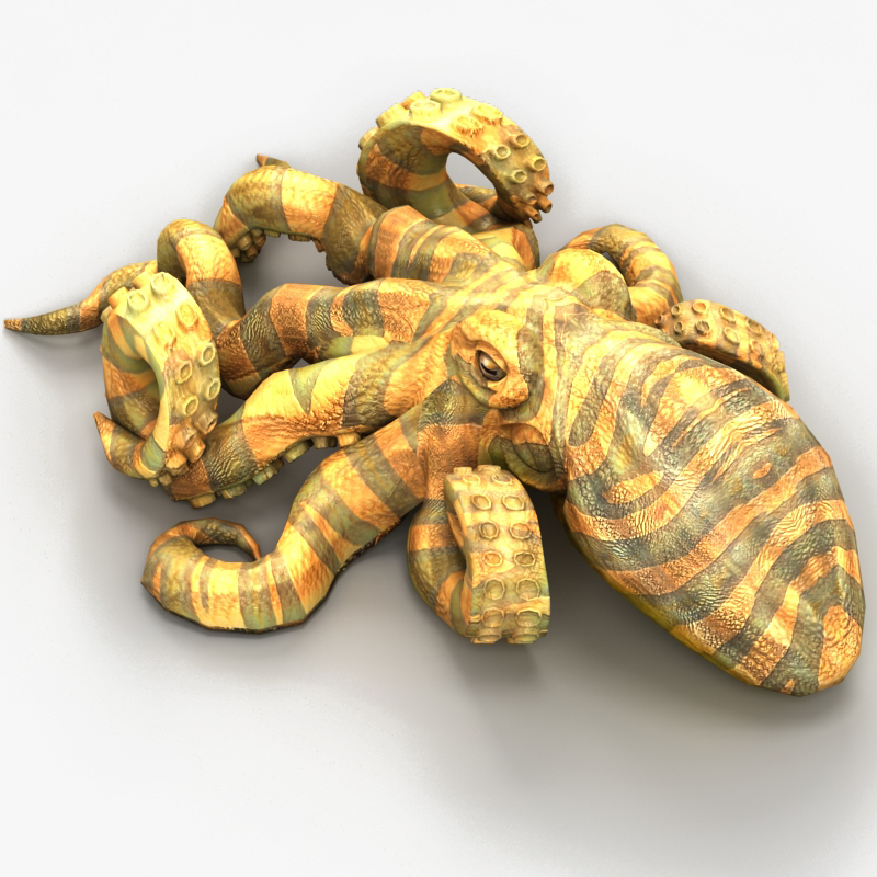 3d model octopus