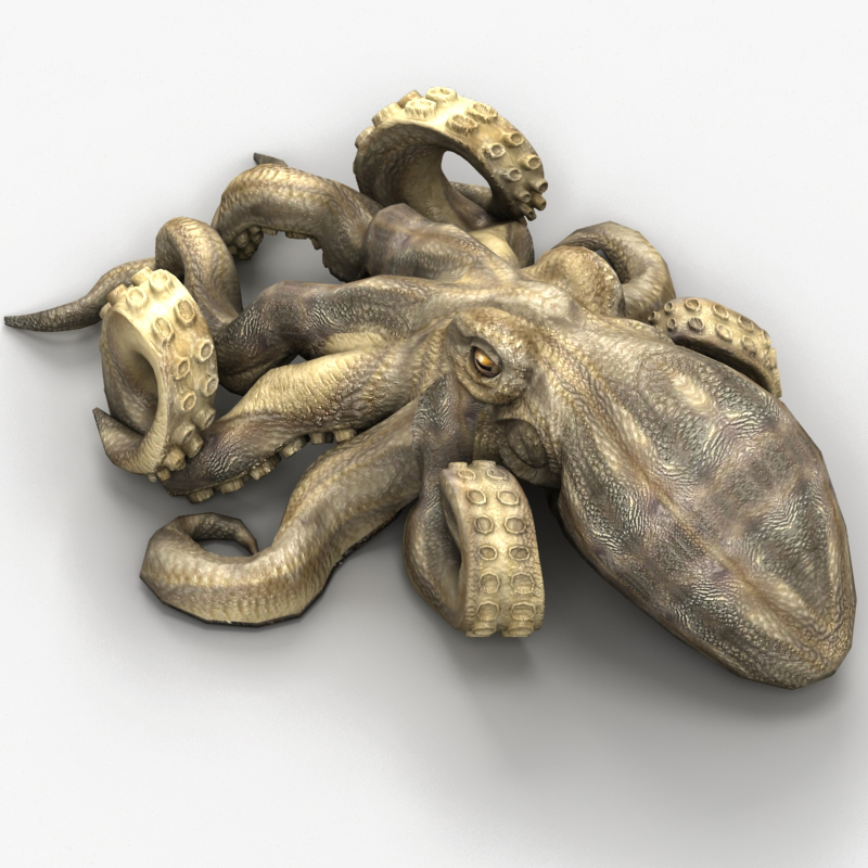 3d model octopus