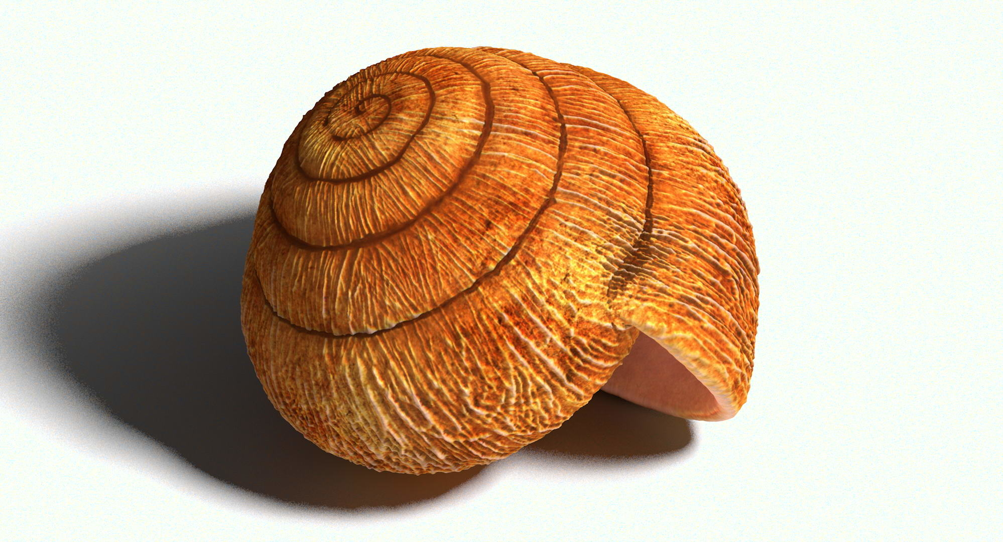 snail shell 3d model