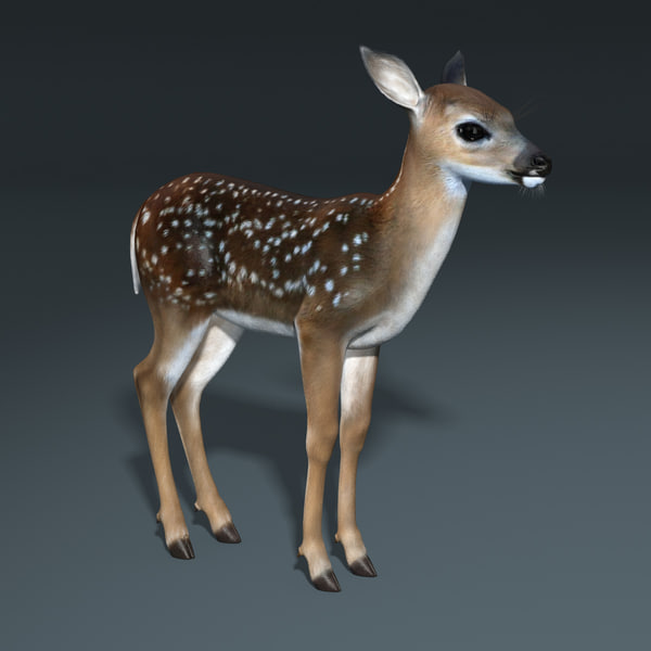3d fawn baby deer rigged model