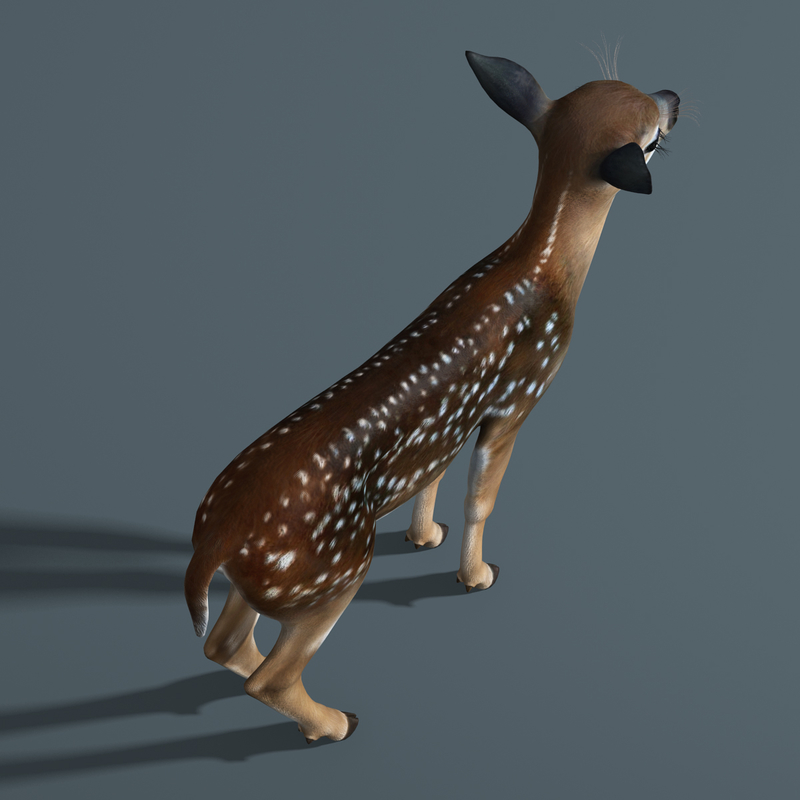 3d fawn baby deer rigged model
