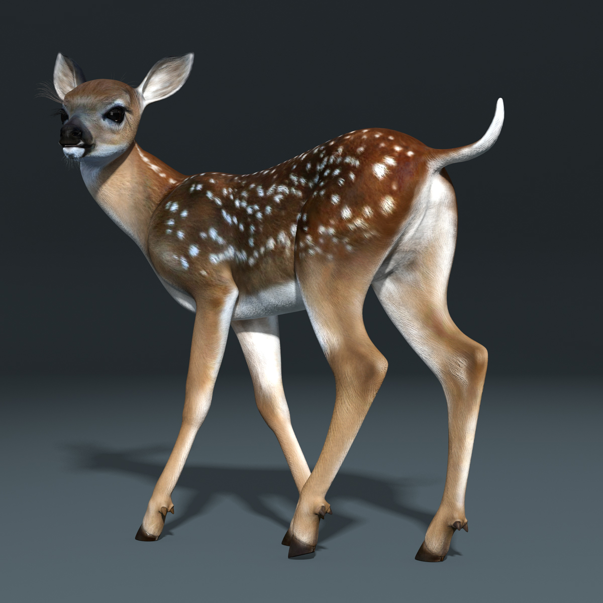 3d fawn baby deer rigged model