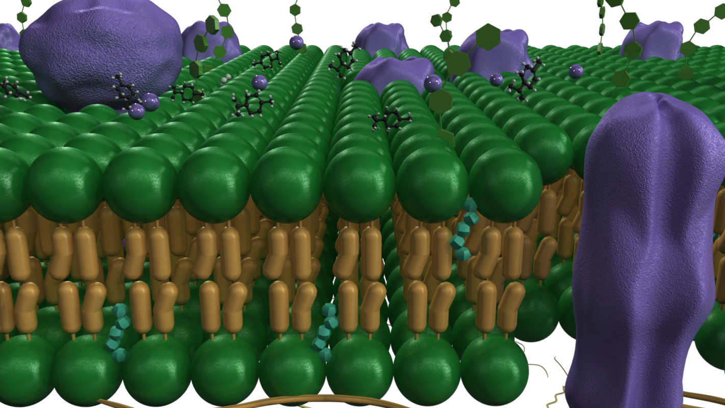 3d cell membrane model