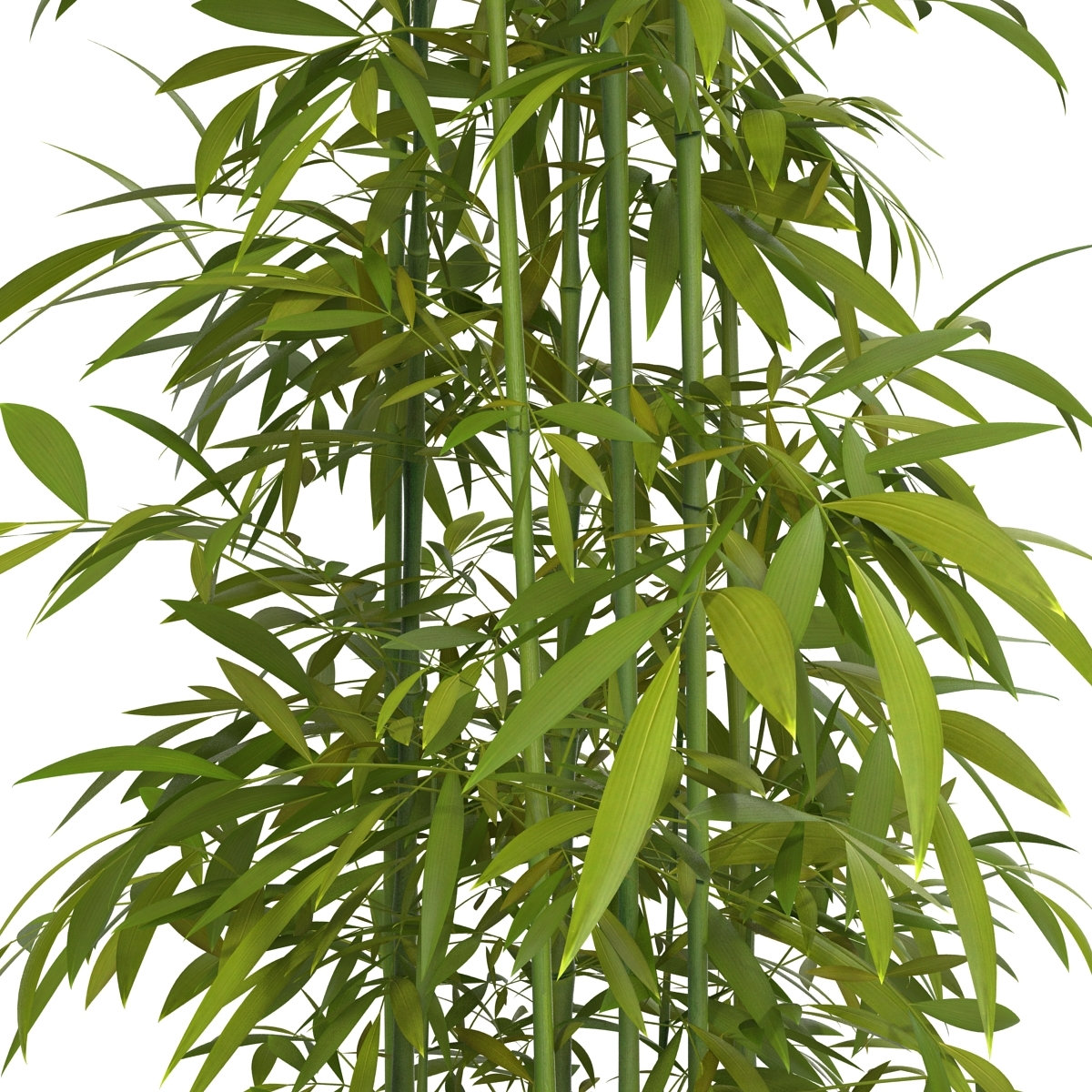 green bamboo 3d max