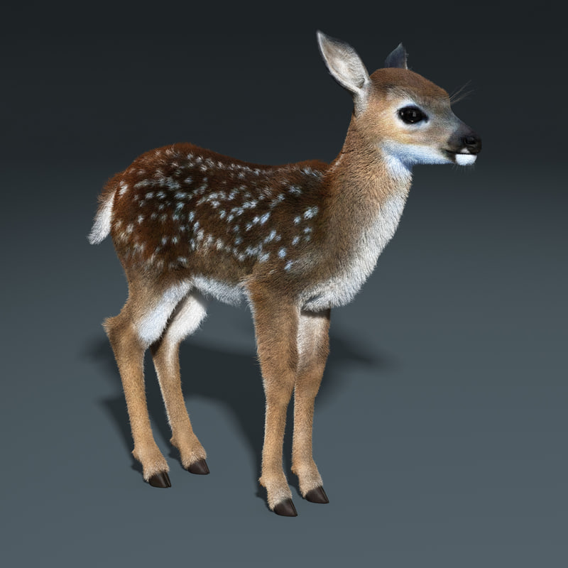 fawn baby deer fur 3d model