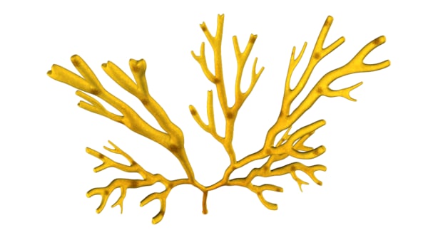 3d model dictyotales brown algae