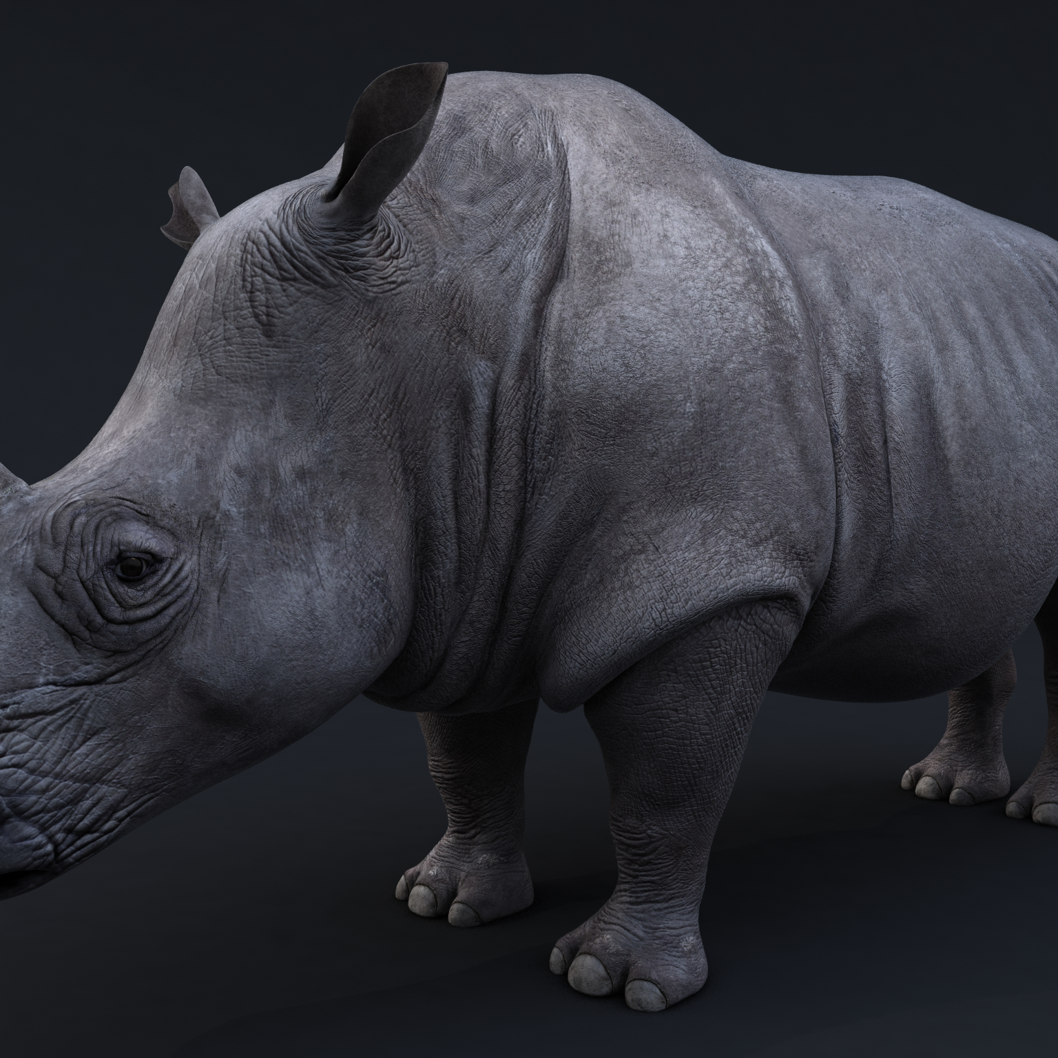 3d realistic rhino rig