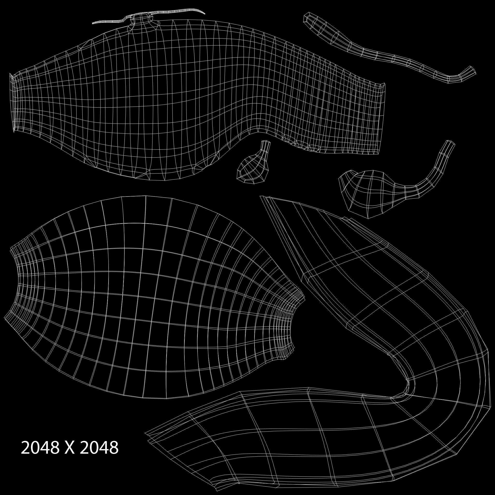 obj doliolum genus tunicates