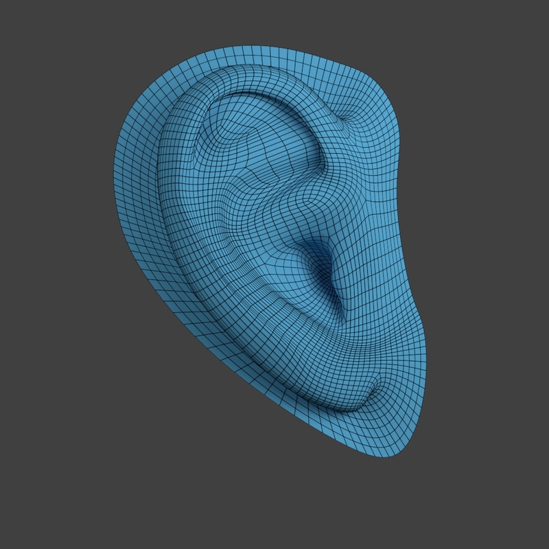 free human ear 3d model
