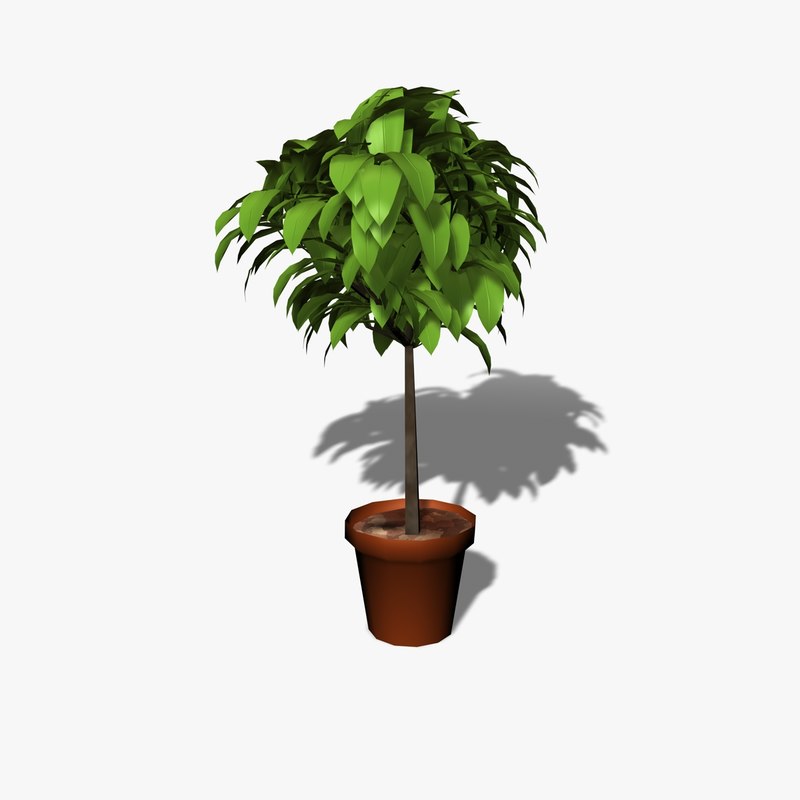 3d cartoon plant model