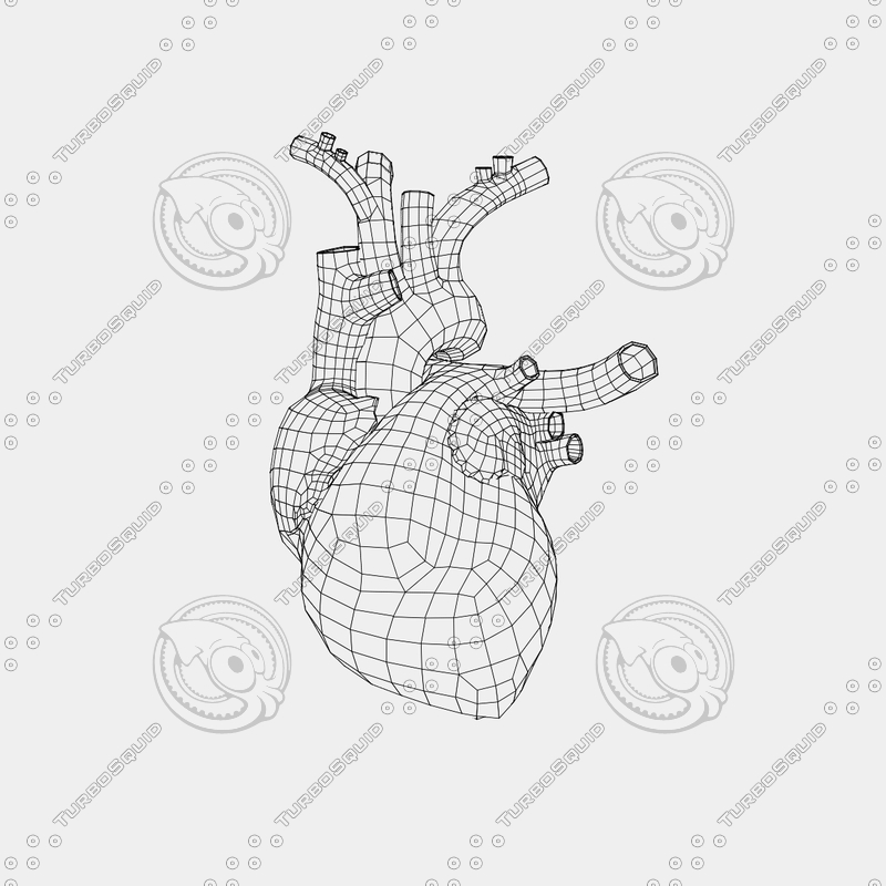 anatomy medical 3d fbx