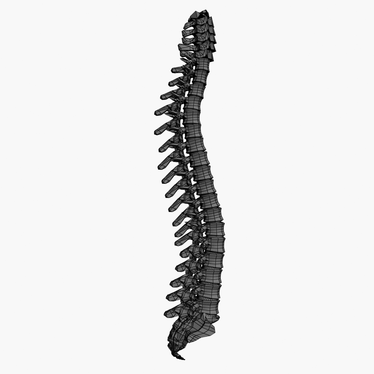 3d spine model