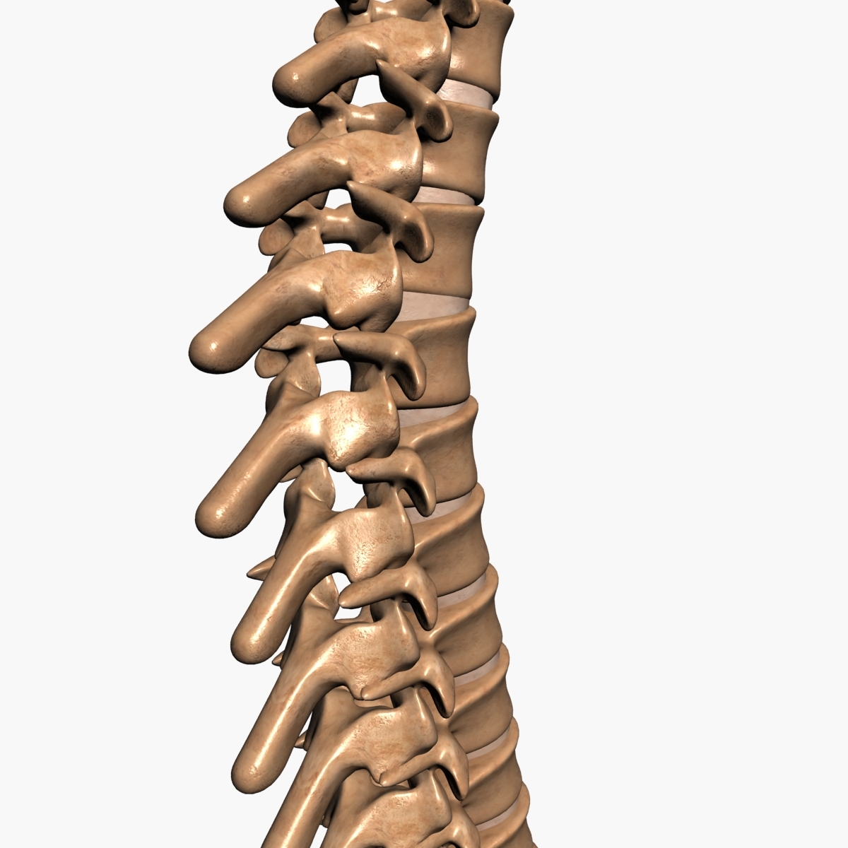 3d spine model