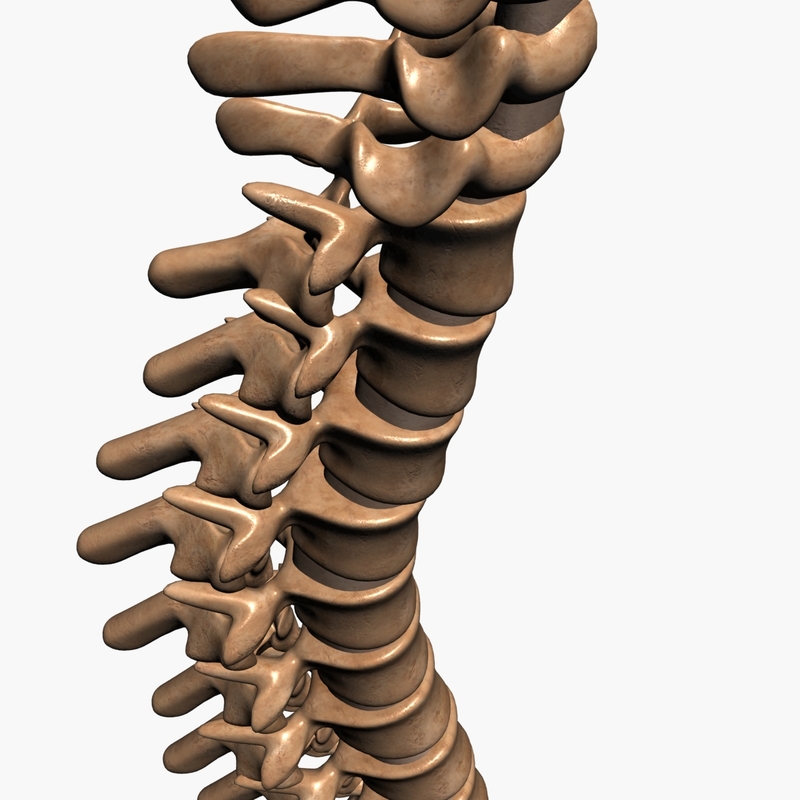 3d spine model