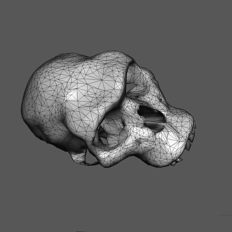 3d hominid primate skull