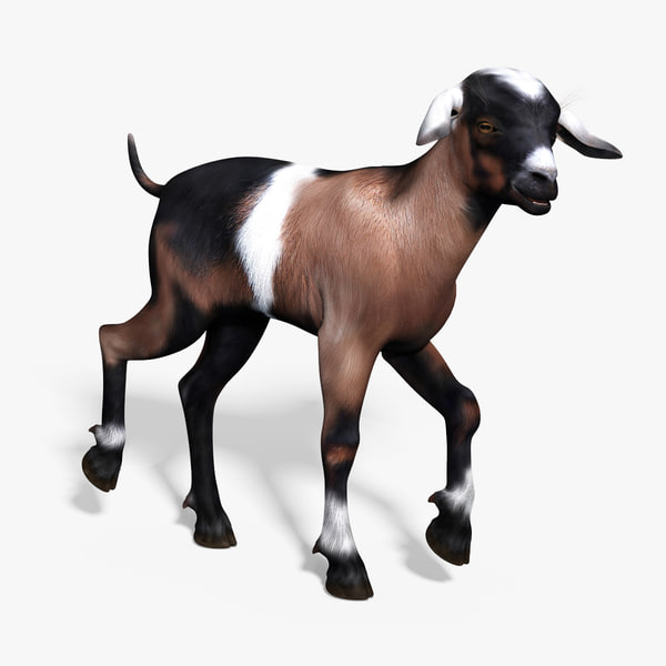 Goat 3D Models for Download | TurboSquid
